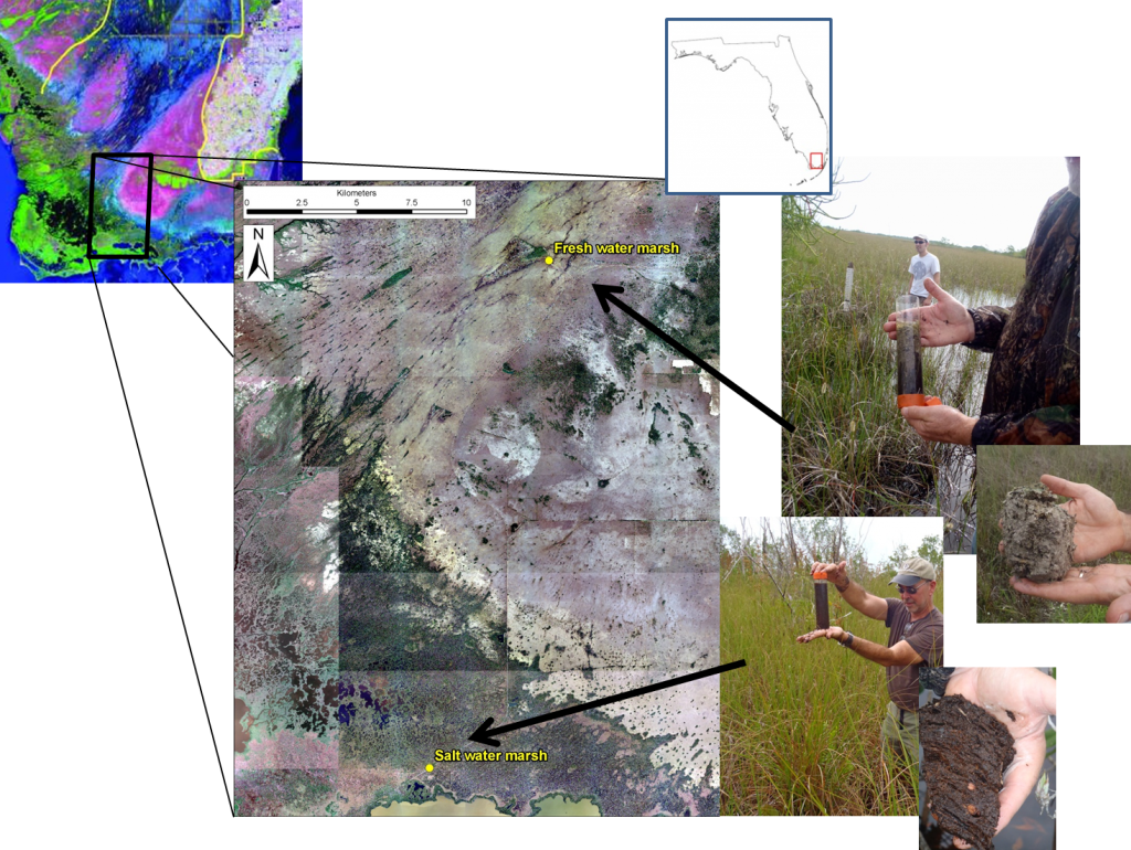 Florida Sea Grant- Coastal Peat Marsh salt water intrusion mesocosm ...