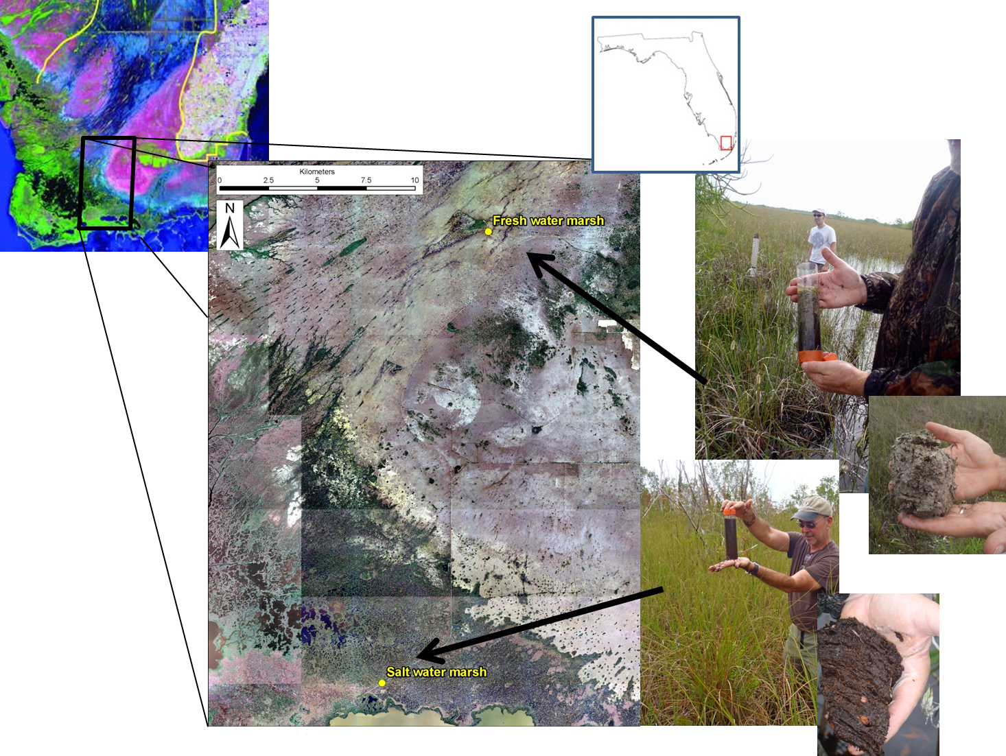 Florida Sea Grant- Coastal Peat Marsh salt water intrusion mesocosm ...