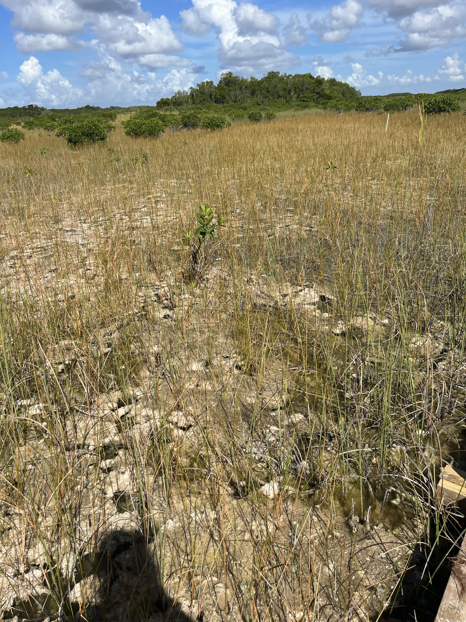 Model Lands Project – Wetland Ecosystems Research Lab