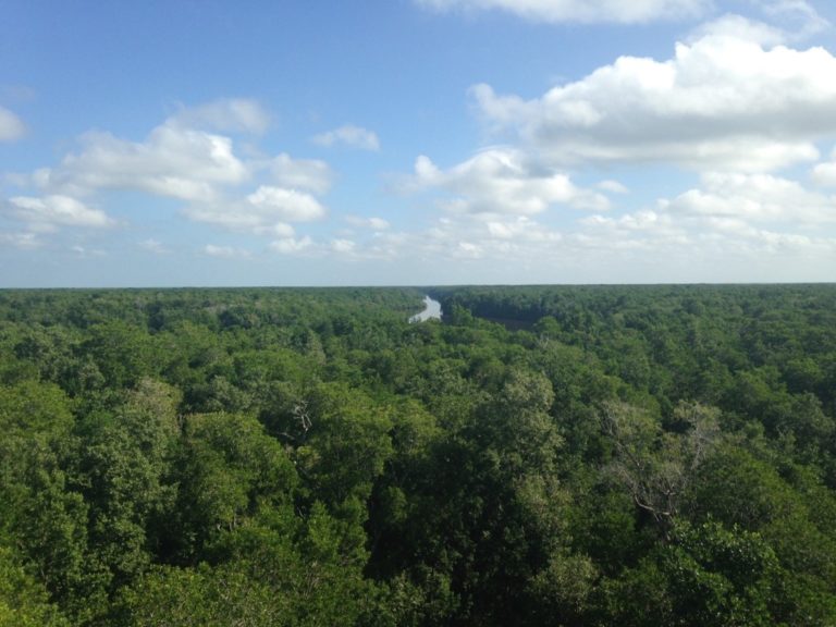 Hurricane Irma Effects on Florida Everglades Mangroves: Assessment of ...